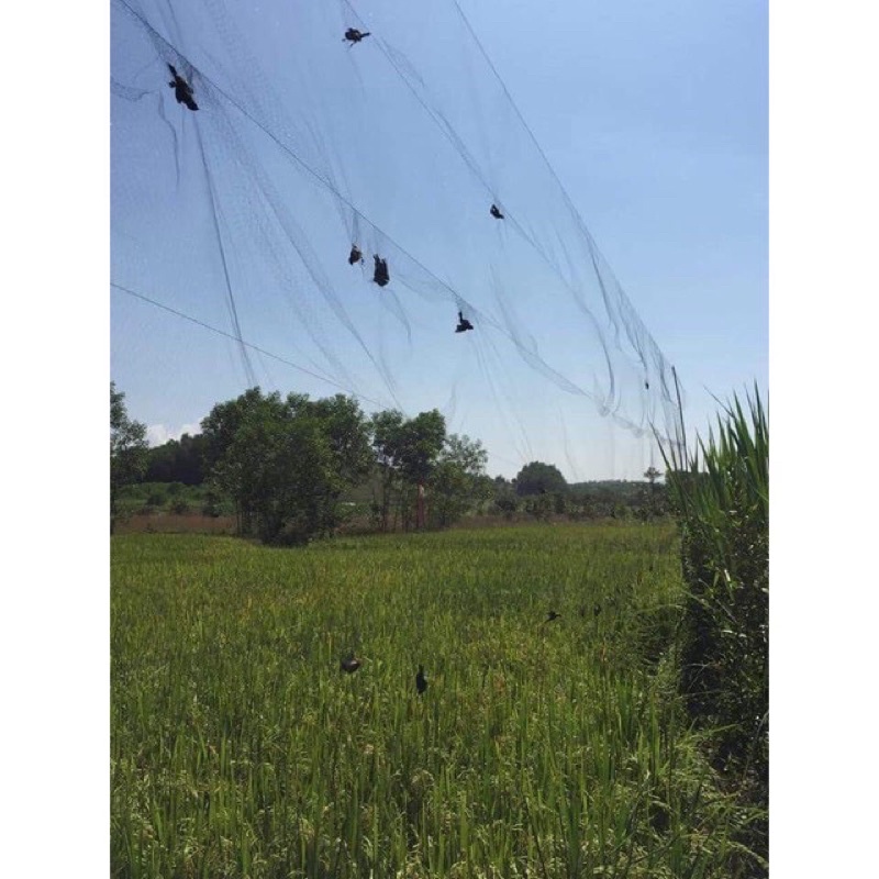5m height crested bird trap net | Shopee Malaysia