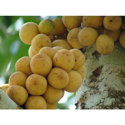 Buah Dukong - 1kg/pkt | Shopee Malaysia