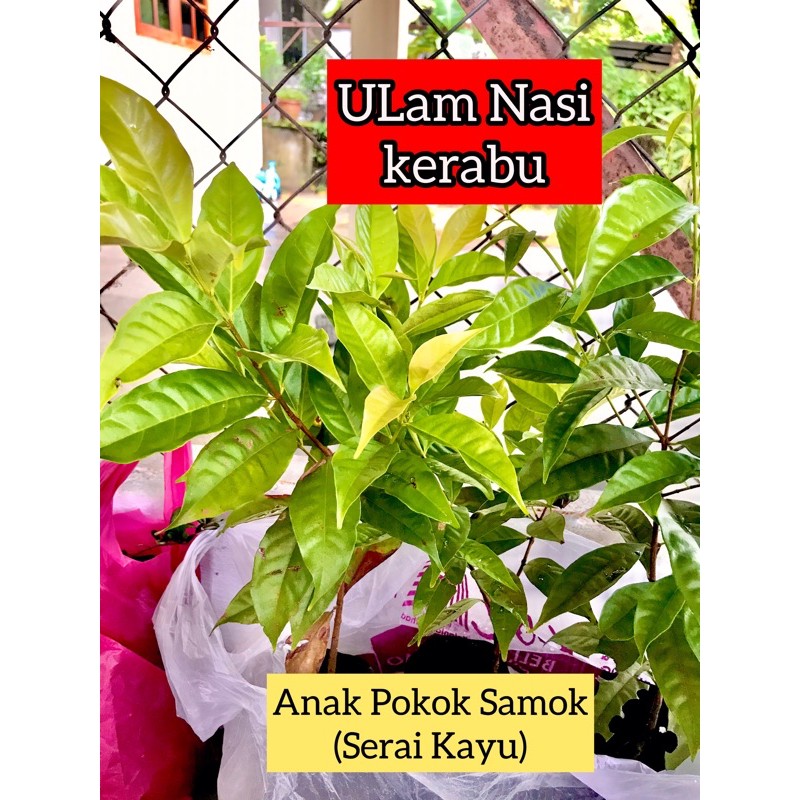 anak pokok serai kayu / Pokok samok / pokok samak ulam nasi kerabu ...