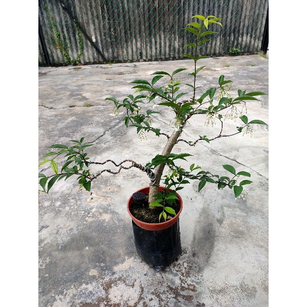 Bonsai jeliti Bonsai tree 水梅 real live plants | Shopee Malaysia