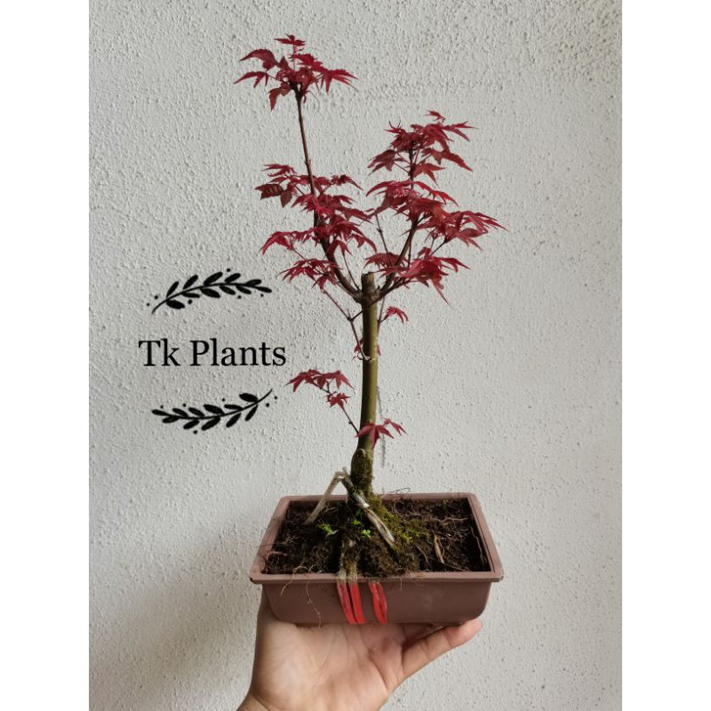 TKP ,real live plant , pokok hidup , bonsai , lowland maple ,热带红枫叶，枫叶盆栽 ...