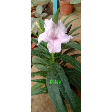 POKOK BUNGA RUELLIA RENEK PINK/UNGU/PUTIH DALAM PASU | Shopee Malaysia