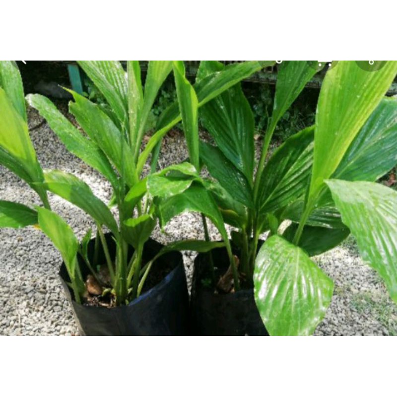 pokok cemomok/pokok pepijat/kesing | Shopee Malaysia
