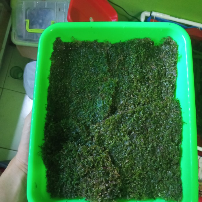 Moss wepping clump aquascape Tray Portion 21x16 | Shopee Malaysia