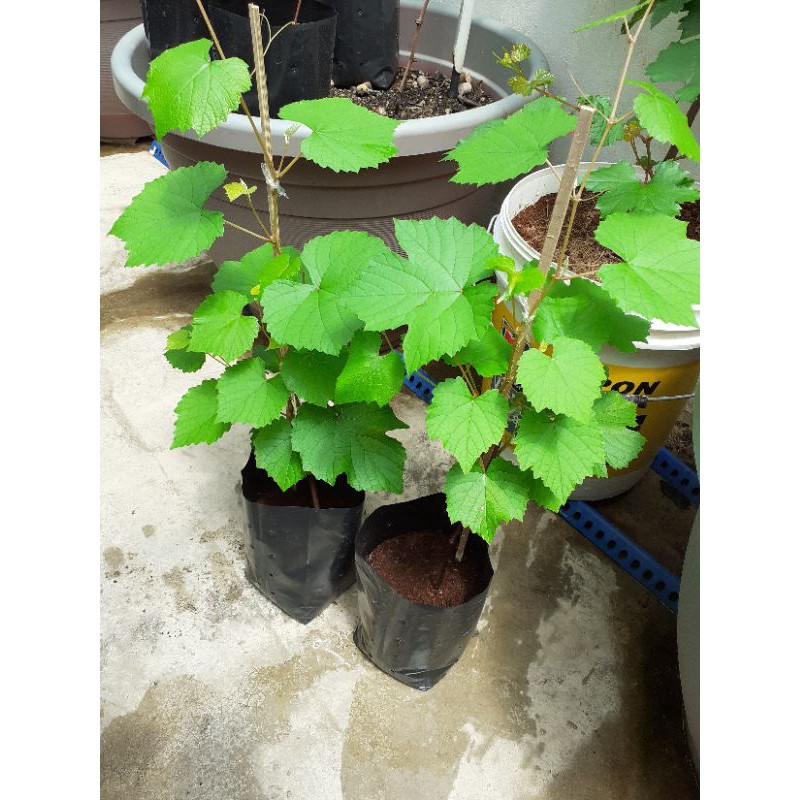 Anak Pokok Anggur Isabella | Shopee Malaysia