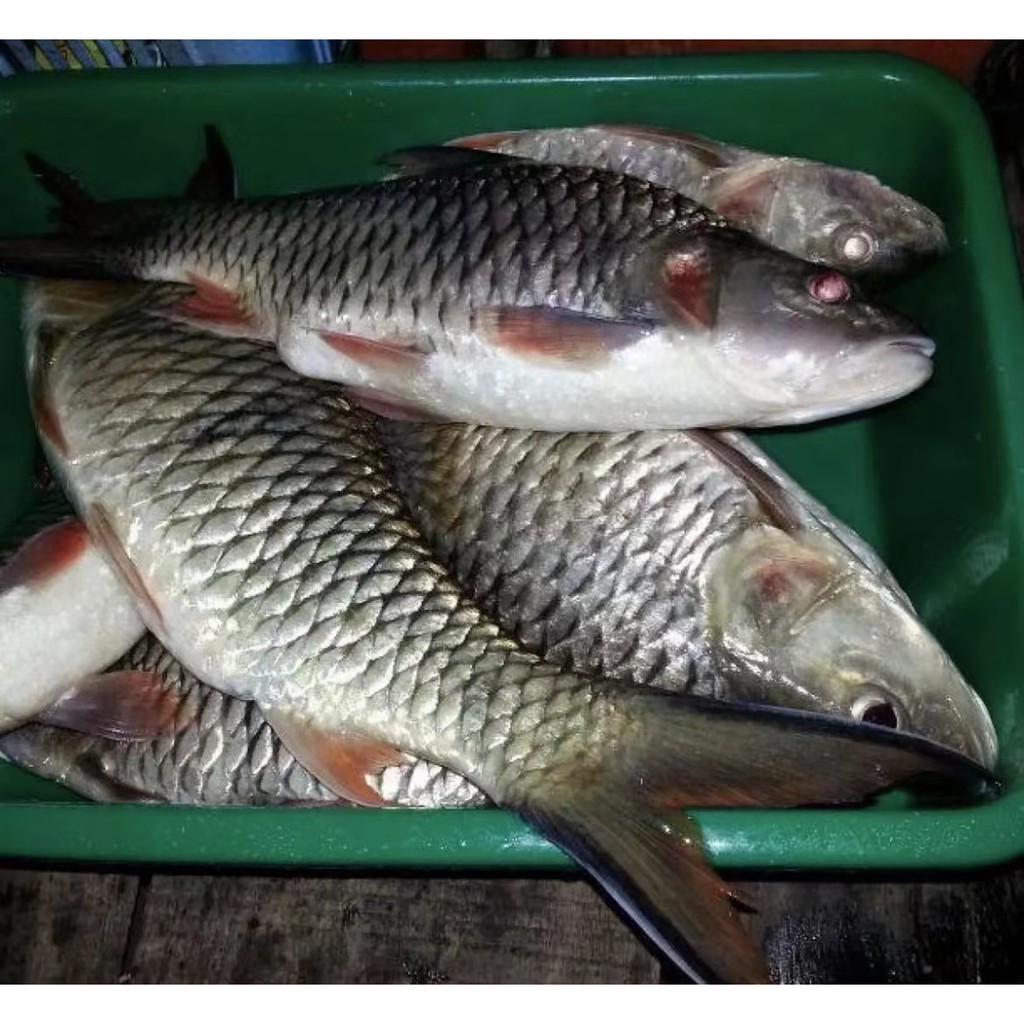 FRESH FROZEN IKAN SEBARAU SARAWAK 1.66kg / 水马溜鱼 ( “ Sui Ma Lau “ fish ...