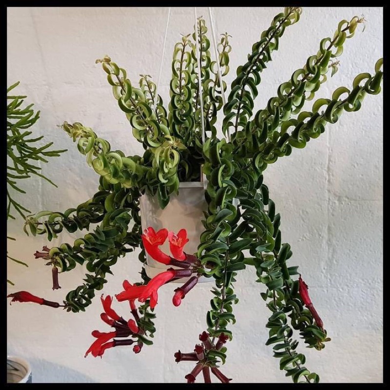 POKOK BUNGA LIPSTIK berbunga dan cantik Lipstick Plant | Aeschynanthus ...