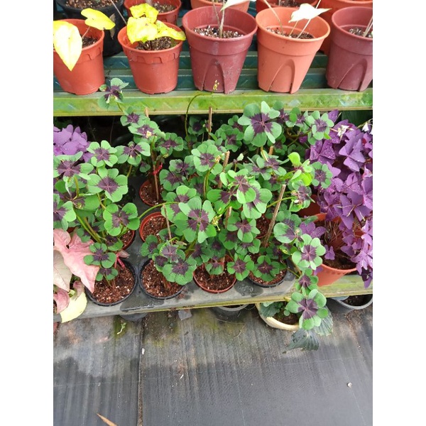 Pokok rerama@oxalis iron cross bajet new stock | Shopee Malaysia