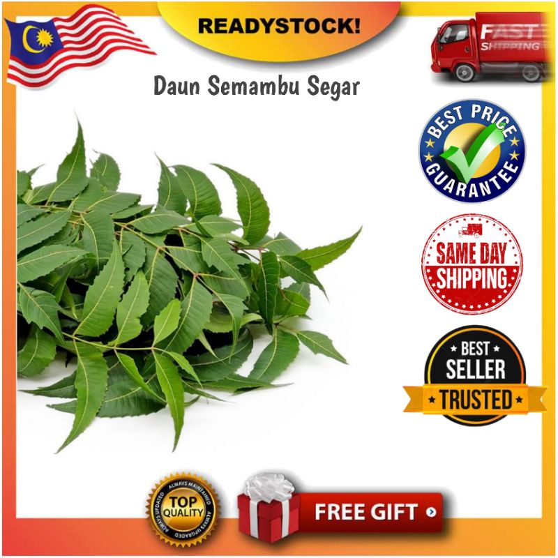 DAUN SEMAMBU SEGAR MURAH / FRESH NEEM / UBAT GATAL CHICKEN POX 🌿 FREE ...