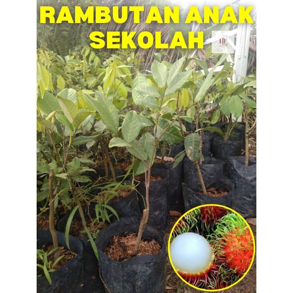 Pokok Rambutan anak sekolah Berbuah Manis merah tanaman anak pokok ...
