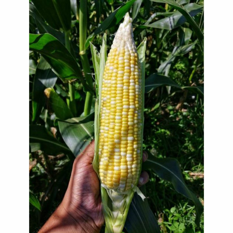 Benih Jagung Mutiara Super Sweet Corn 50 GM | Shopee Malaysia