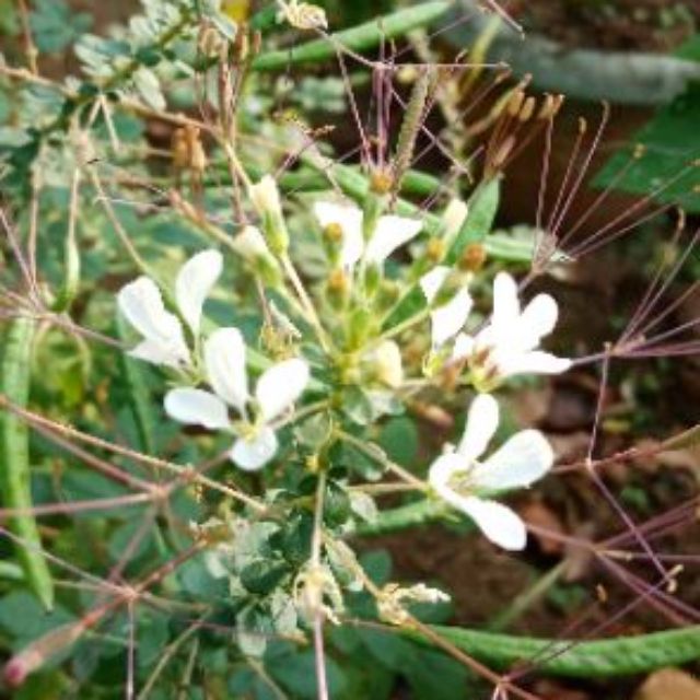 BIJI BENIH MAMAN (2sudu Teh kecil) | Shopee Malaysia