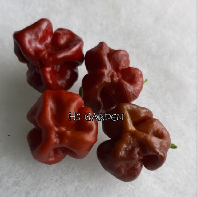 ARMAGEDDON PEPPER 10 BIJI • SUPERHOT • SEEDS | Shopee Malaysia