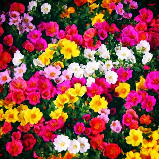 Biji benih portulaca ros jepun Japan rose seeds | bunga pukul 10 | moss ...