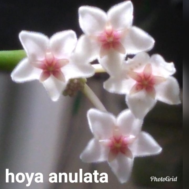 Hoya Anulata - (real plant) | Shopee Malaysia