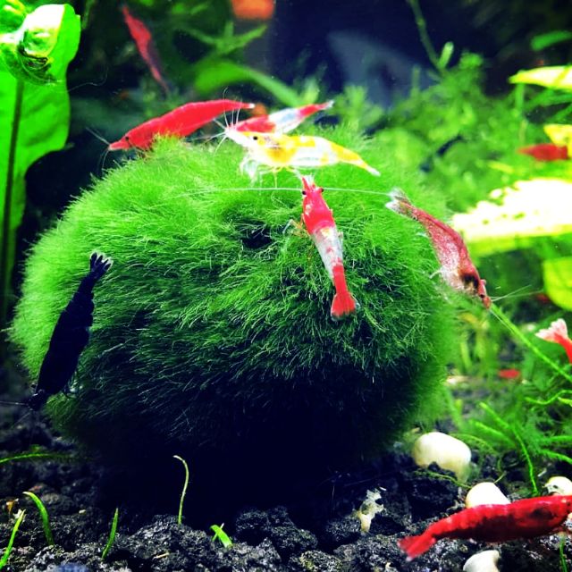 (MURAH) Aquarium Marimo Nano Moss Plant | Shopee Malaysia
