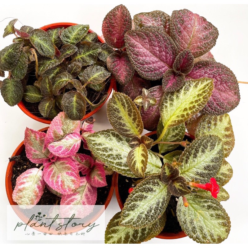 🙅No Cod 🌱 Episcia cupreata 🌱喜阴花🌱Episcia picasso🌱Episcia pink smoke🌱🍁 ...