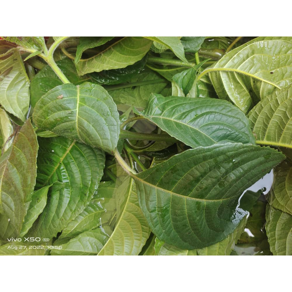 Ketum Ayam | Madre De Agua ( Daun/ keratan / Anak Pokok) | Shopee Malaysia