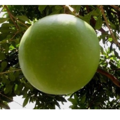 BUAH LABU KAYU SEGAR UNTUK KESIHATAN / BUAH KANSER | Shopee Malaysia