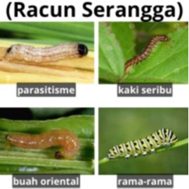 Racun Serangga Cypermethrin 5.5% 1L pianggang ulat gulung daun ratus ...