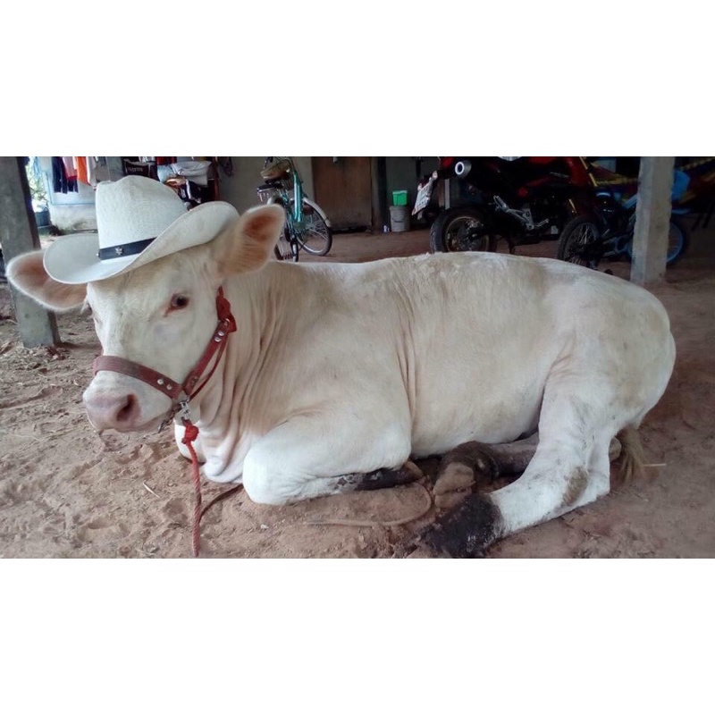 TALI MUKA LEMBU KERBAU BOLEH LARAS | Shopee Malaysia