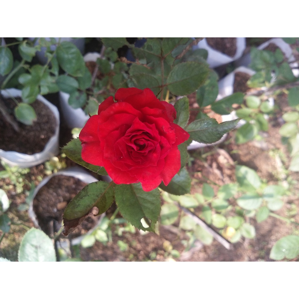 Rose baka Thai dan Rose bajet | Shopee Malaysia