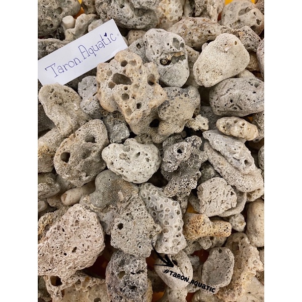 Coral Stone Filter Media 1-10cm - Increase PH for Aquarium - 1kg per ...