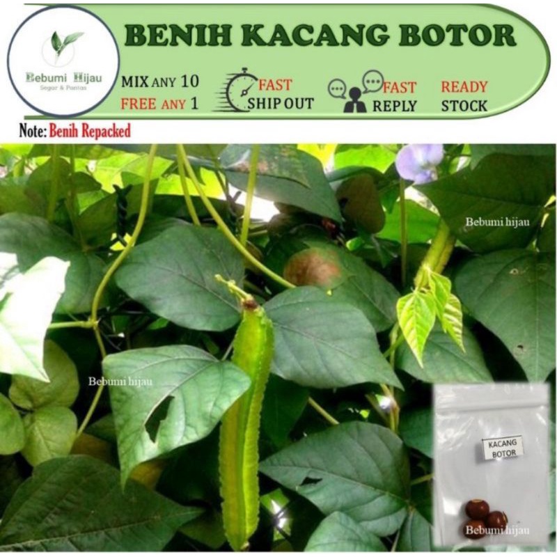 PELBAGAI seeds Pokok KACANG bean | Shopee Malaysia