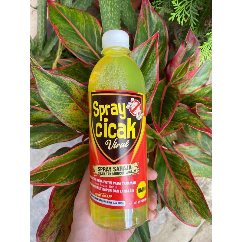Spray Cicak Viral (Penghalau Cicak, Lipas, Semut dan Serangga) (Lizards ...