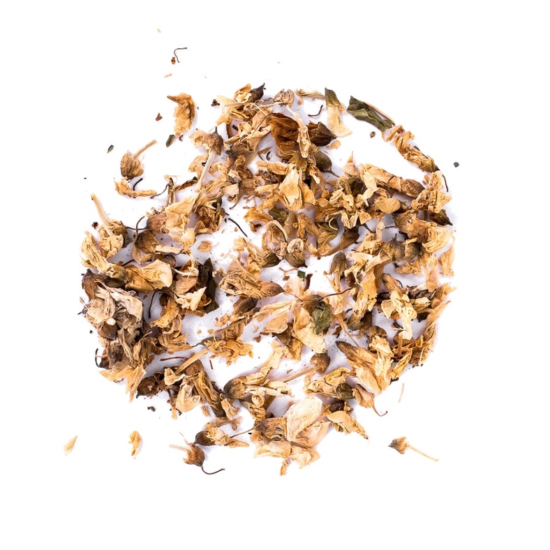 acacia flower wattle Senegalia dried flower bunga (Acacia Senegal L ...