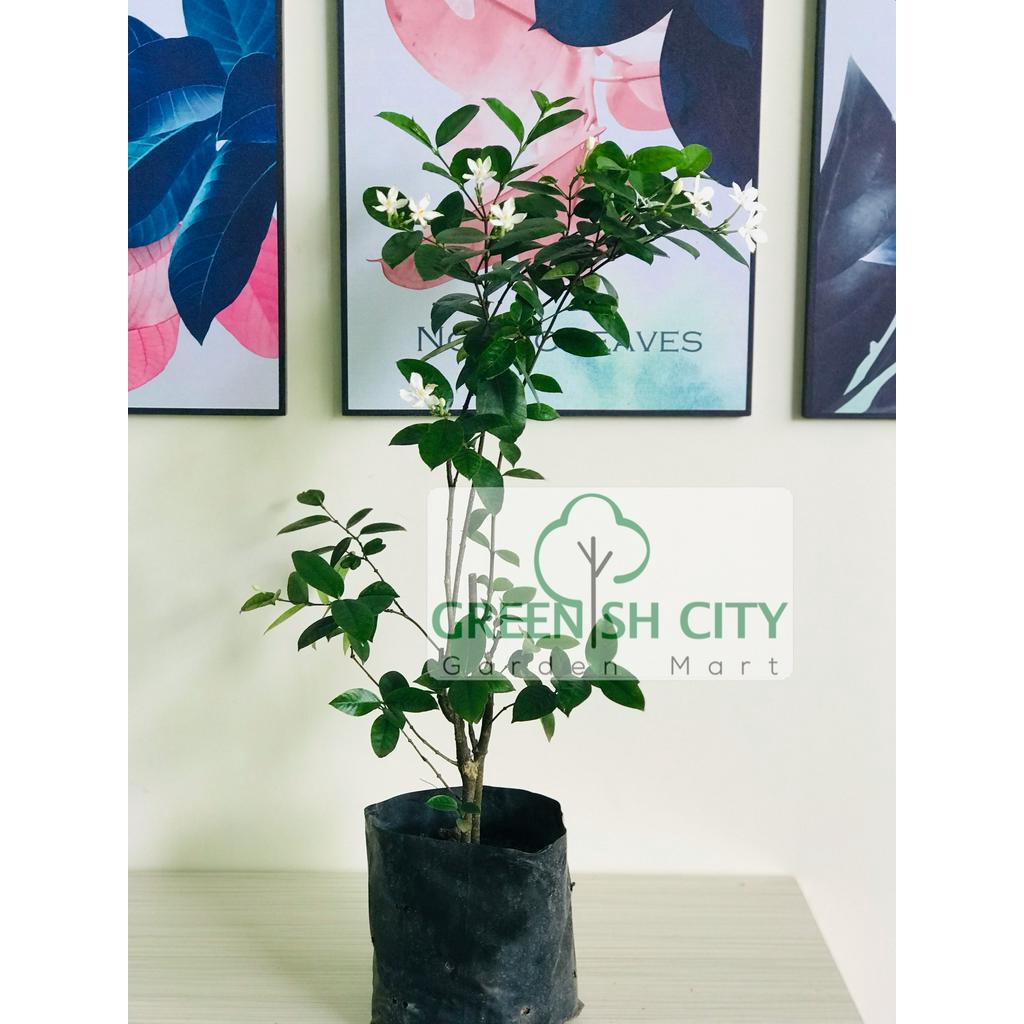 Jasmin Thai Live Plant Pokok Outdoor Bunga Melur Hiasan Landscape 泰国茉莉 ...