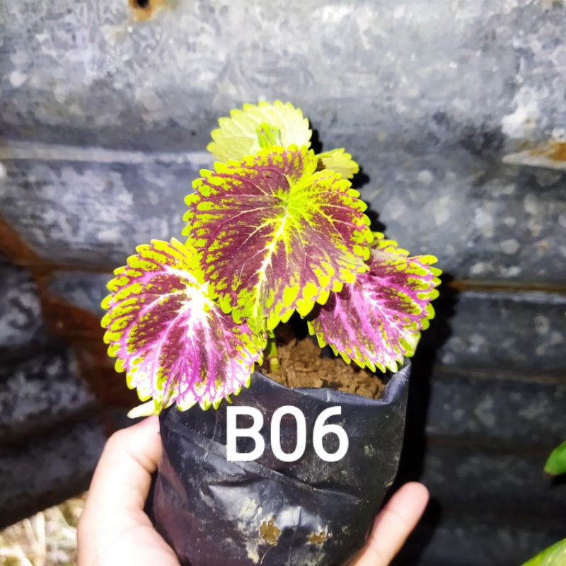 Bunga ati-ati (Bunga famous) | Shopee Malaysia