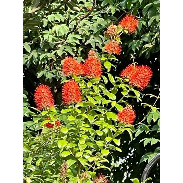🐝🐝 anak pokok bunga rambutan / Combretum erythrophyllum | Shopee Malaysia
