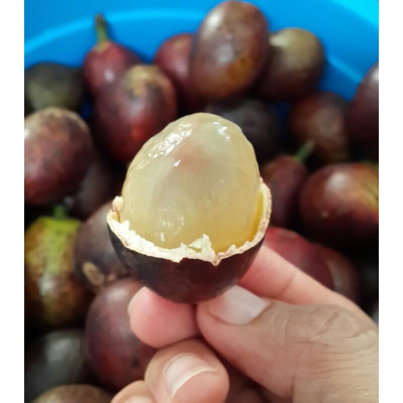 [🔥SUPER RARE & HOT SELLING🔥]ANAK POKOK MATOA / LONGAN BRAZIL / BUAH ...