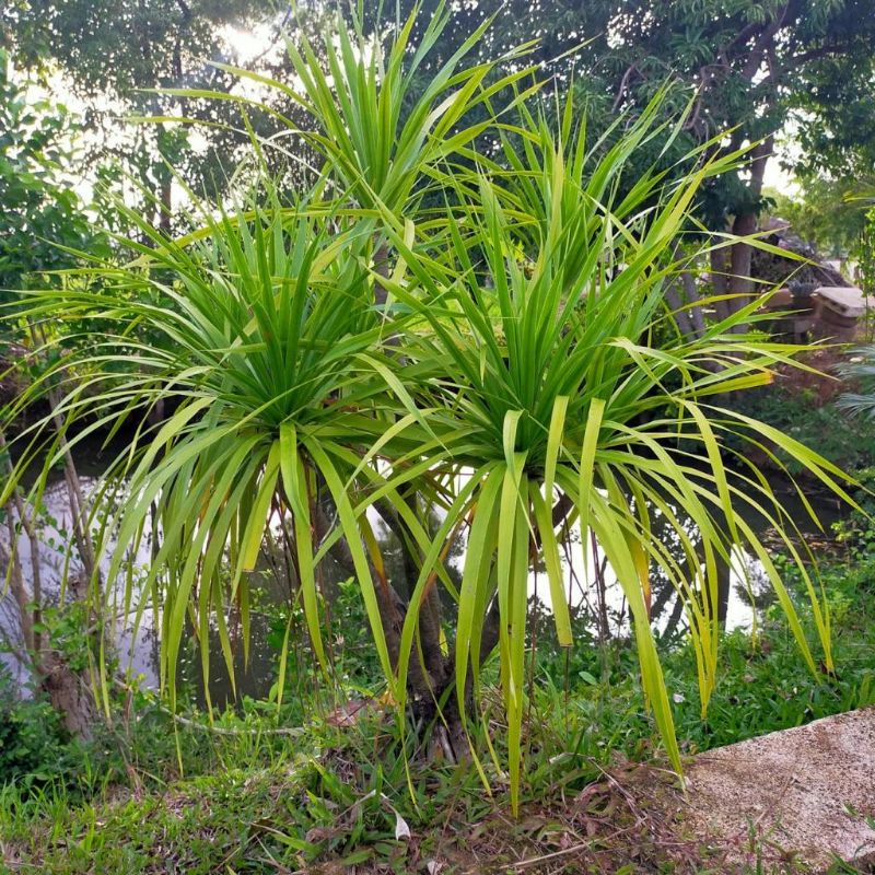 Anak Pokok Pandan Cina untuk hiasan halaman rumah..pokok sudah tinggi ...