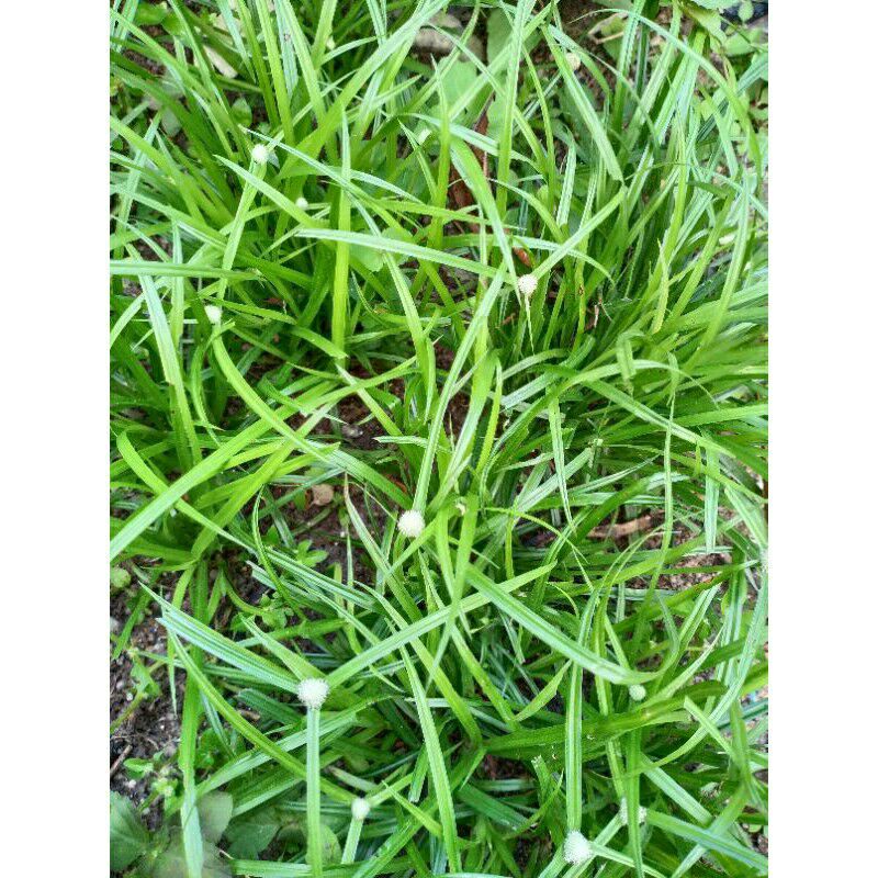 POKOK HELIKOPTER /RUMPUT KUCING 16 POKOK | Shopee Malaysia