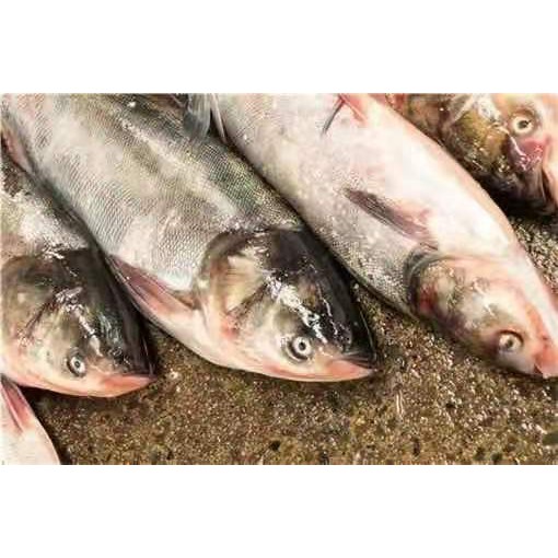 FRESH FROZEN SUNG FISH 3kg+/- ASIAN BIG HEAD CARP FISH/ 松鱼 | Shopee ...