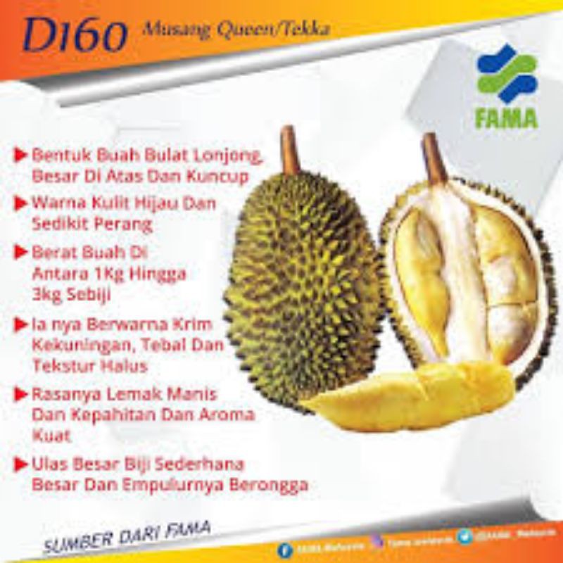 Durian Musang Queen/Tekka/D160(Anak Pokok) | Shopee Malaysia