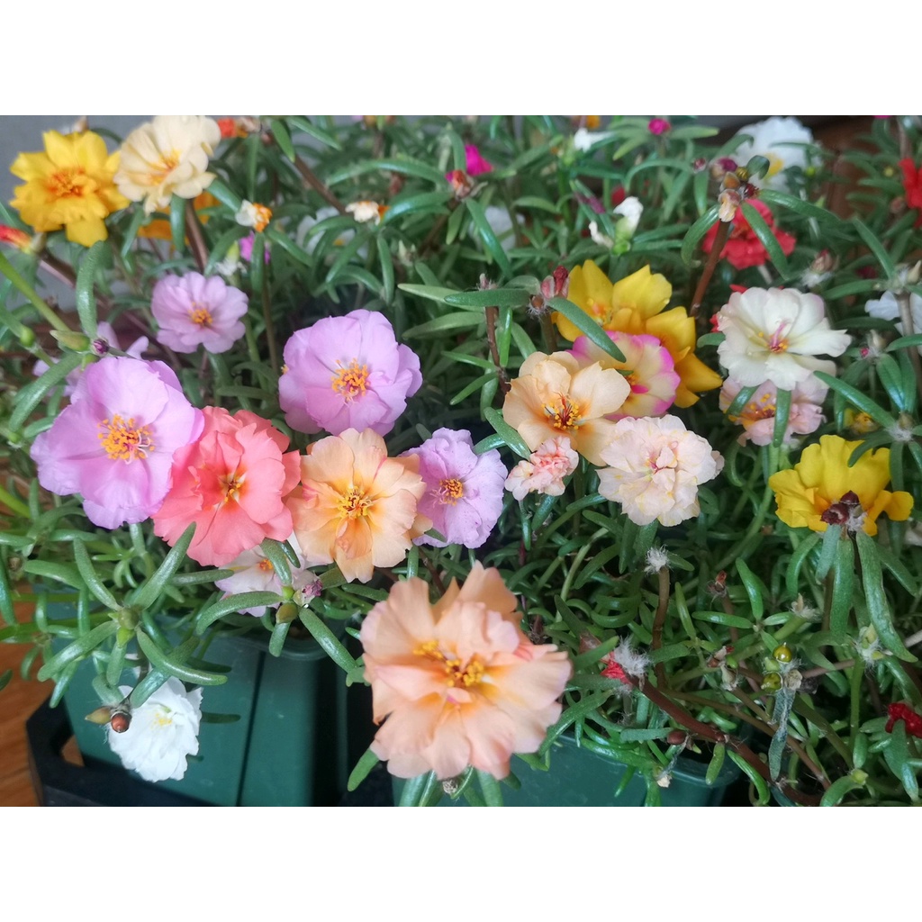 [20BIJI] Hybrid Moss Rose Seeds中国籽播太阳花种子 Biji Benih Bunga Ros Jepun ...