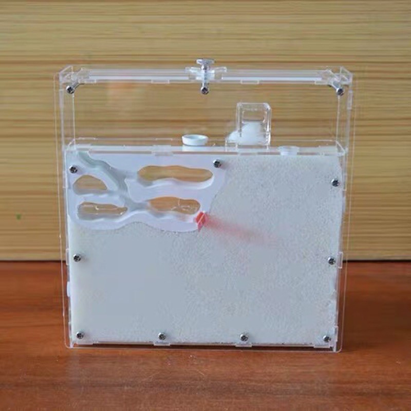 Sand Formicarium - ant farm | Shopee Malaysia