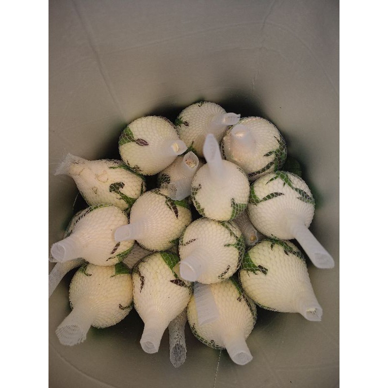 🌹Ready Stock 🌹 Roses 🌹20stalks🌹 Fresh Flower From Cameron Highlands 🌹🌹 ...