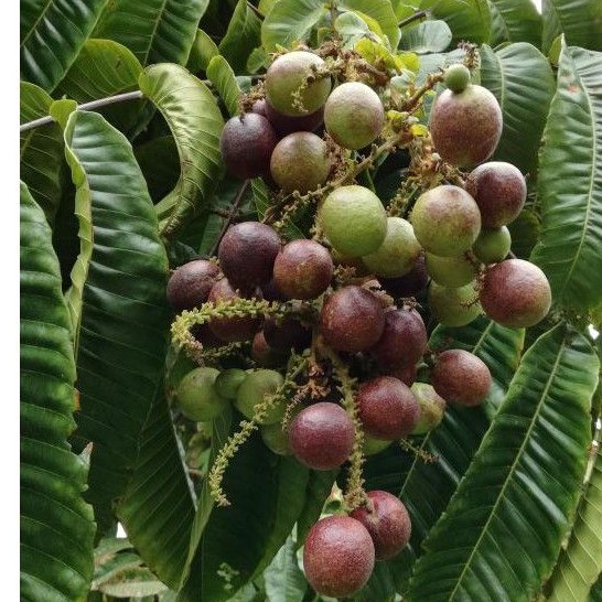 Anak Pokok Buah Matoa / Matao / Longan Brazil/ Buah Tiga Rasa / Matao ...