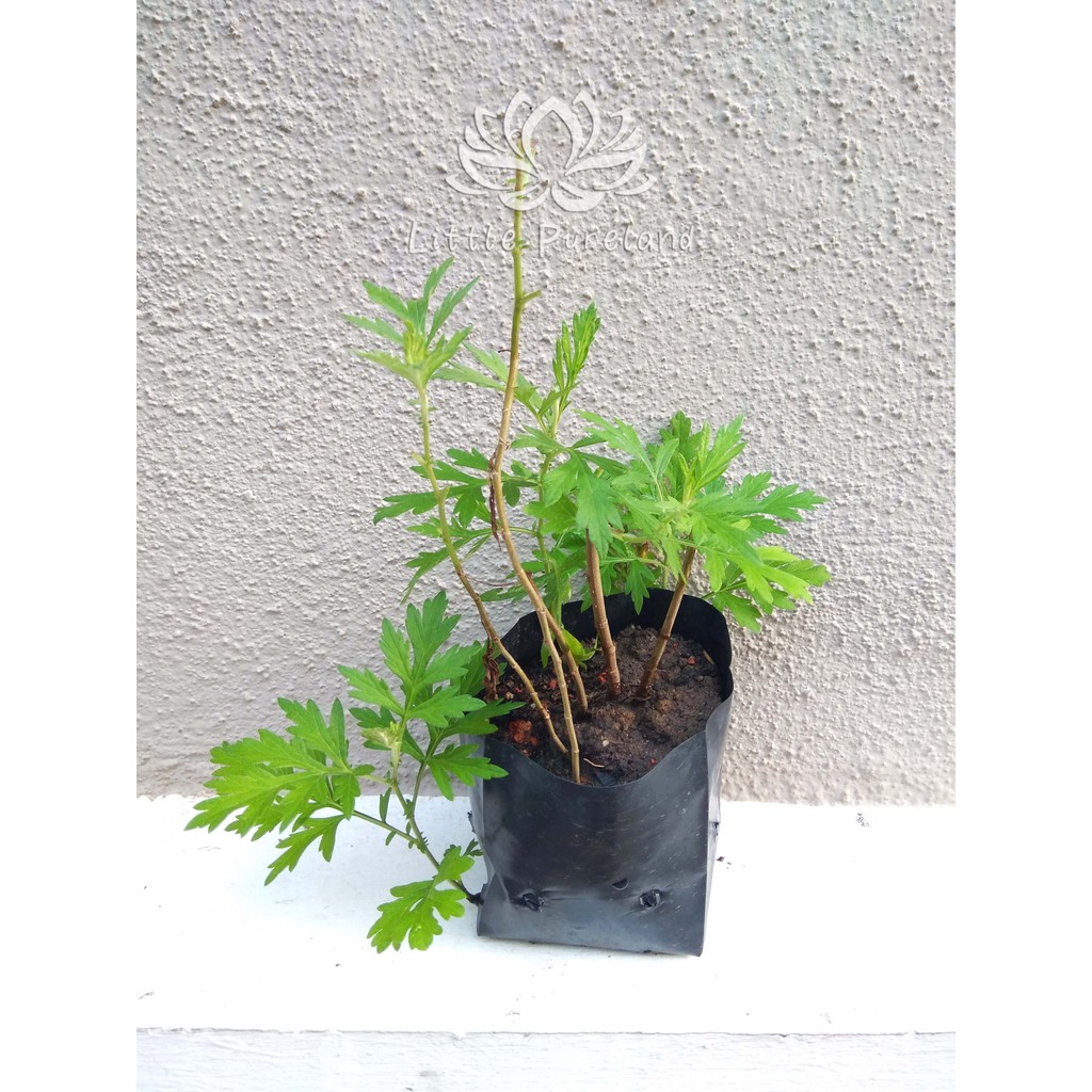 Wormwood Mugwort Artemisia Pokok ubat 艾叶 艾草 草药 | Shopee Malaysia