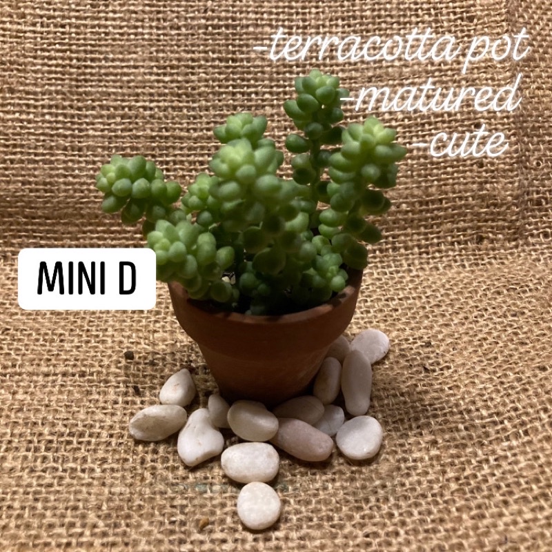 REAL LIFE CACTUS SUCCULENT 🌵 (BOLEH PILIH) POKOK HIDUP CACTI KAKTUS ...