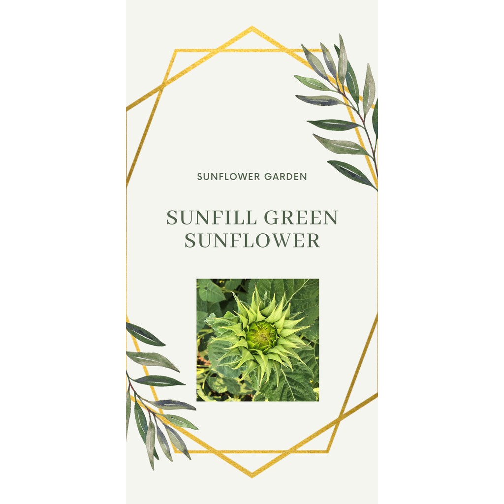 Sunfill Green Sunflower - 10 seeds | Shopee Malaysia
