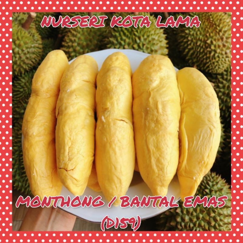 🔥HYBRID🔥 POKOK DURIAN MONTHONG (D159) / Bantal Emas / Mas / Durio ...
