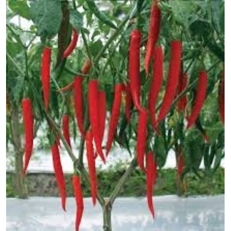 Chili Seed / Benih Cili Besar (30seeds) | Shopee Malaysia