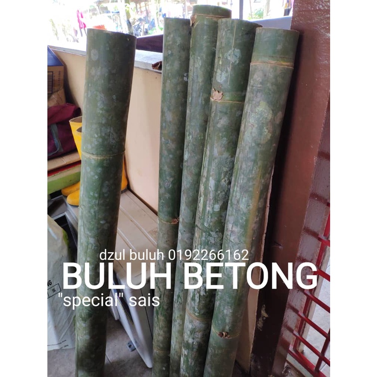 BULUH BETONG / BULUH BESAR SPECIAL SAIZ( 6 kaki : 72" inci) | Shopee ...