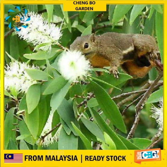 Anak Pokok Kayu Putih Eucalyptus Pokok Gelam | Shopee Malaysia