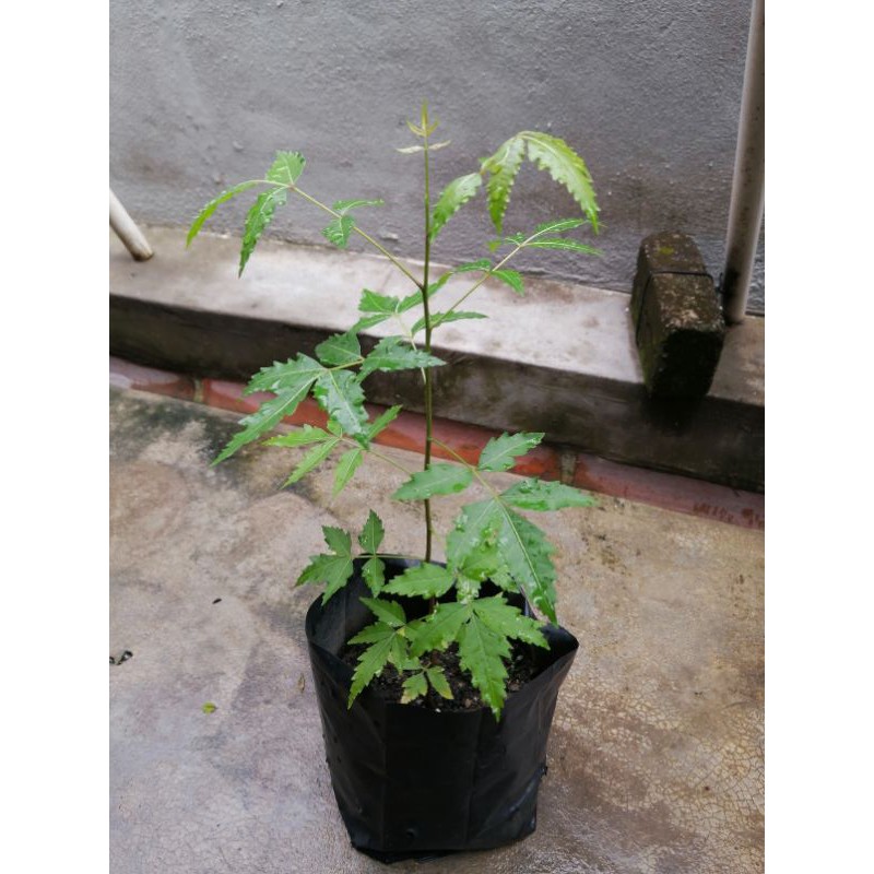 Pokok Neem / Pokok semambu / live plants / ready stock Neem tree / 印度楝树 ...